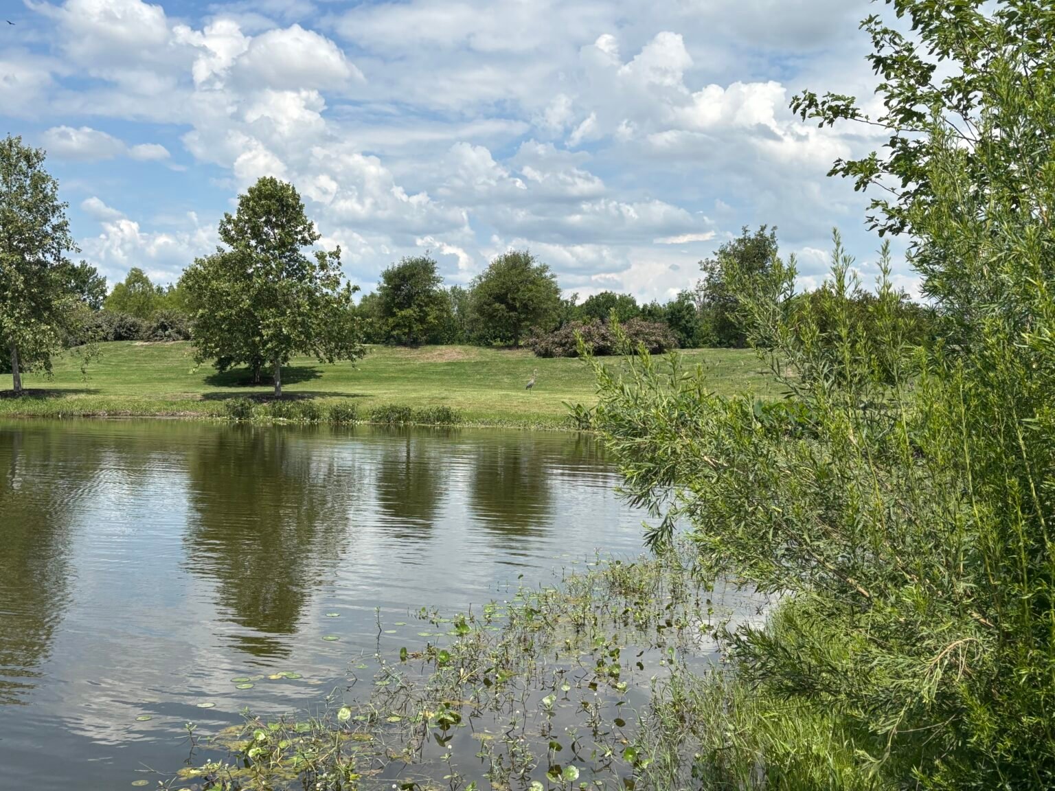 Pond Essentials: 5 Perfect Pond Rods - Pond Fishing Days